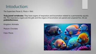 Class Pisces. General characteristics and classifications of Super ...
