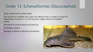 Class Pisces. General characteristics and classifications of Super ...