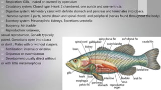 Class Pisces. General characteristics and classifications of Super ...