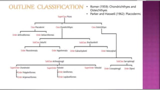 Class Pisces. General characteristics and classifications of Super ...