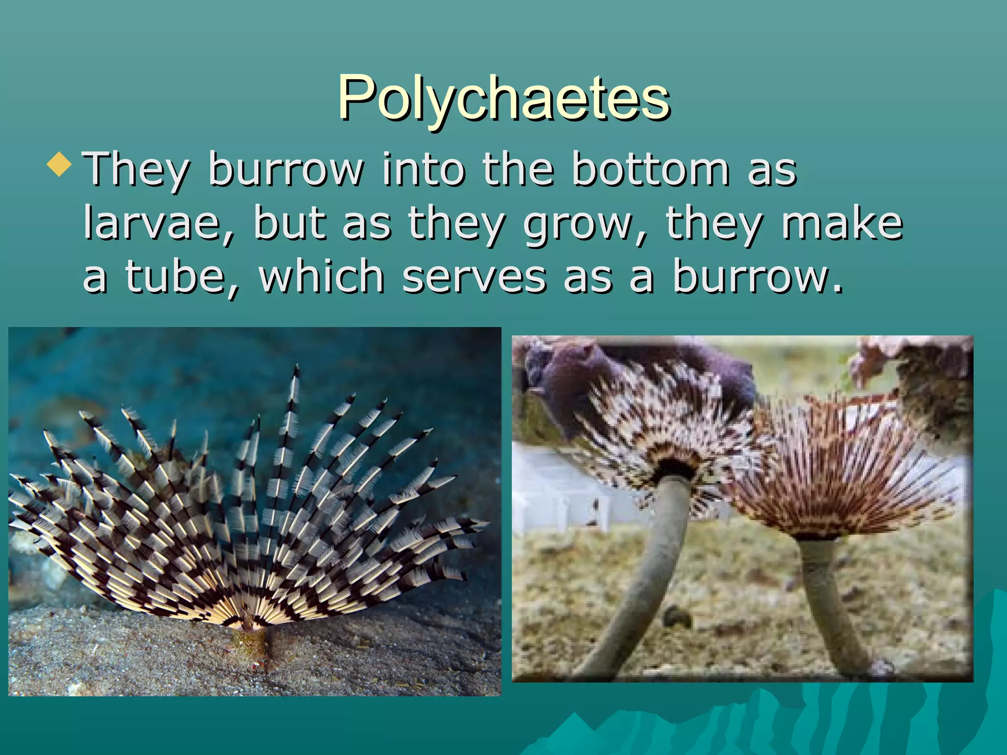 Class Polychaeta Notes | PPT