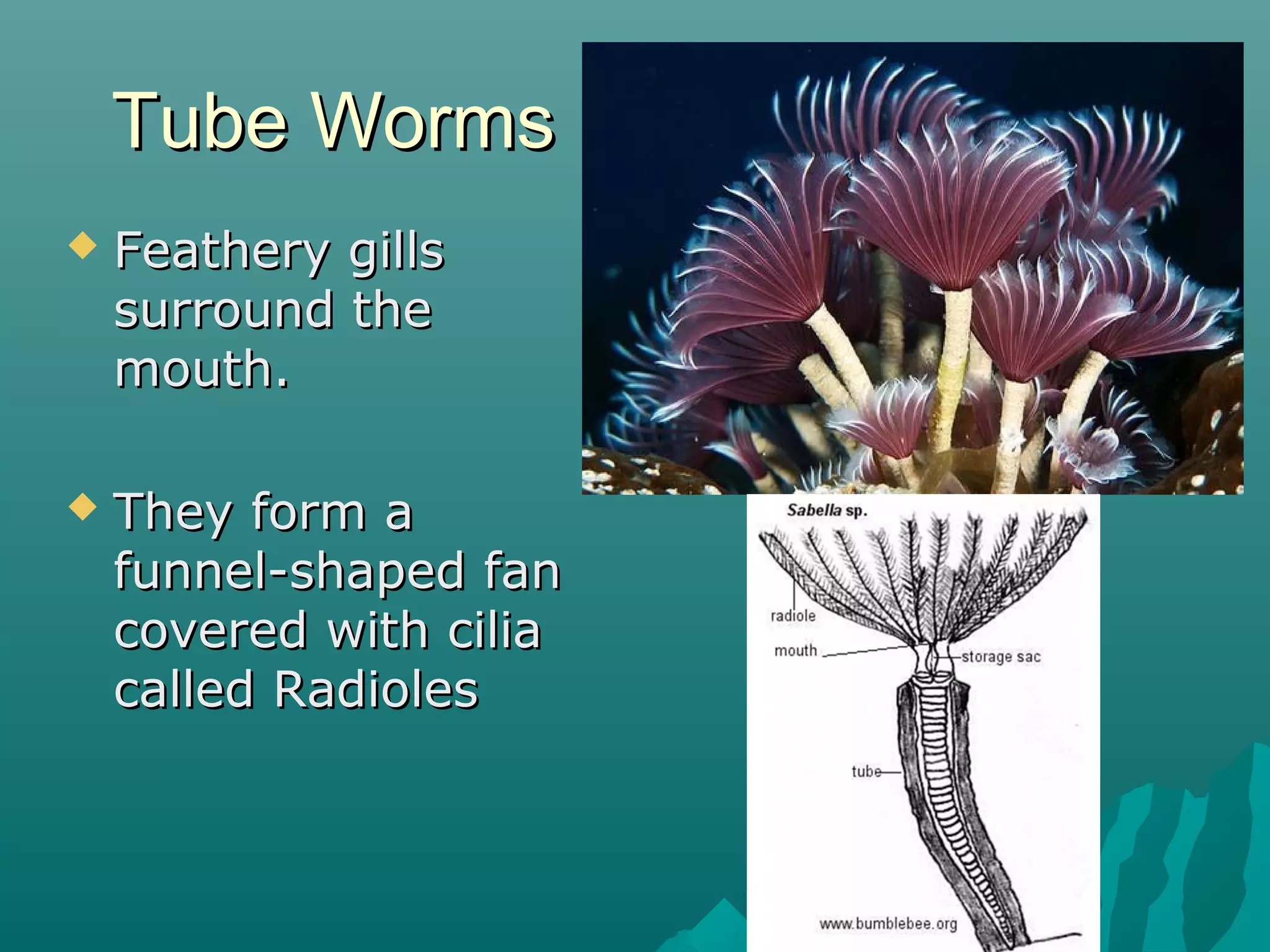 Class Polychaeta Notes | PPT