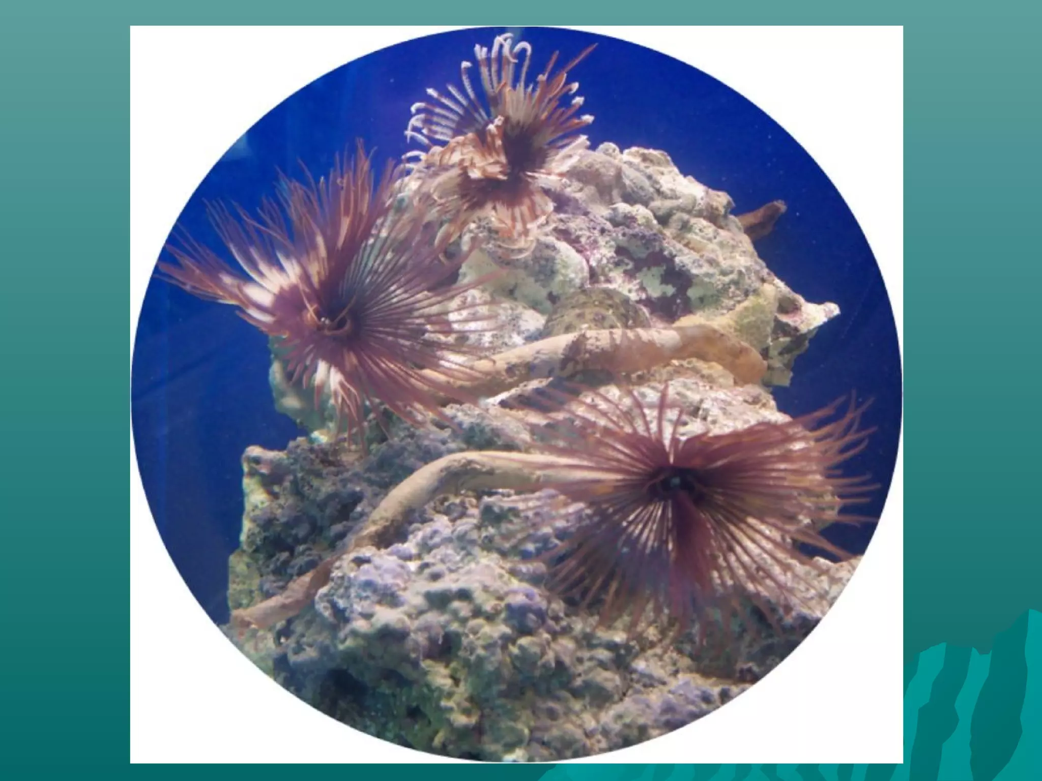 Class Polychaeta Notes | PPT