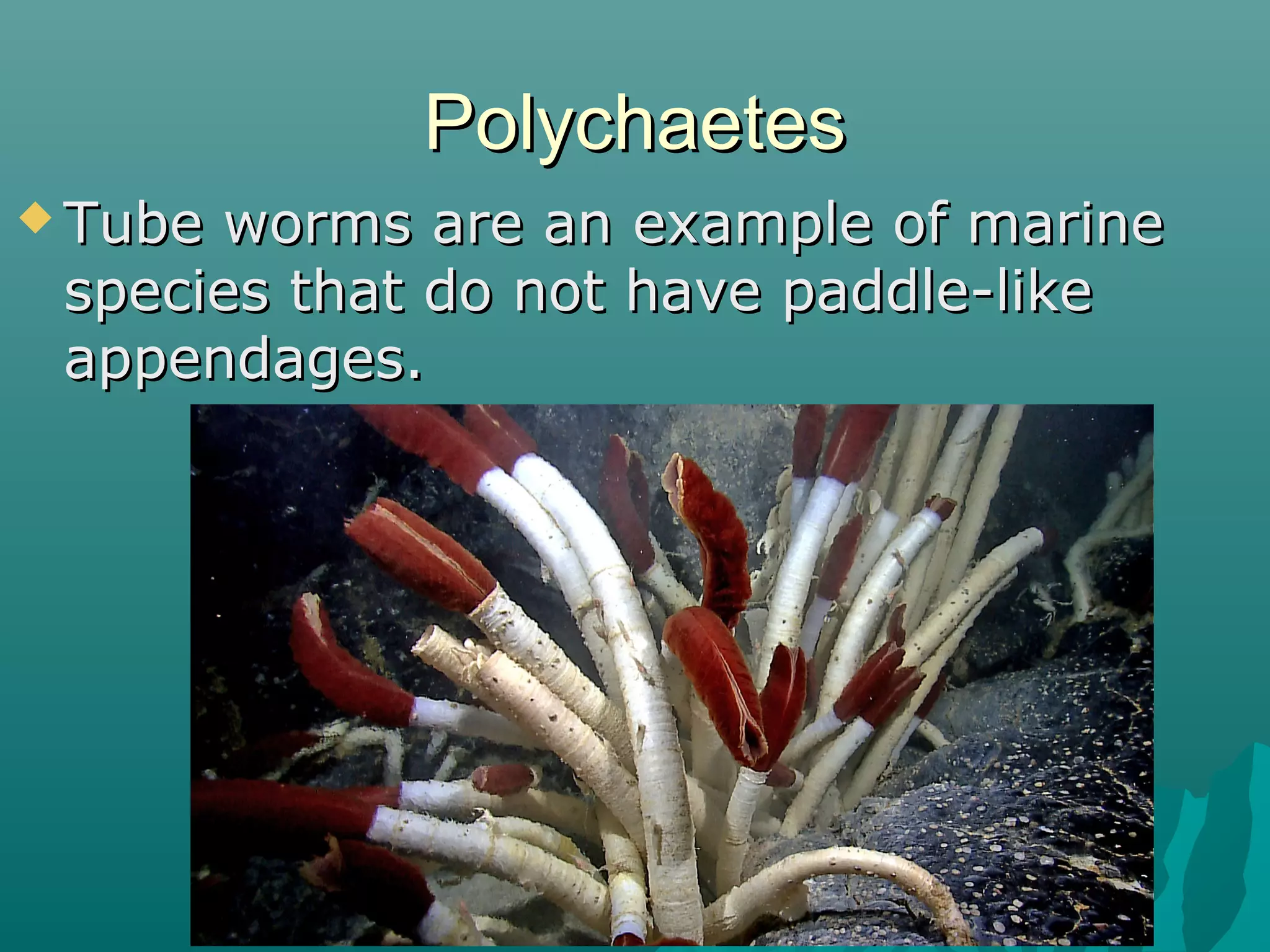 Class Polychaeta Notes | PPT