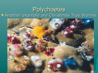 Class Polychaeta Notes | PPT