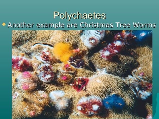 Class Polychaeta Notes | PPT