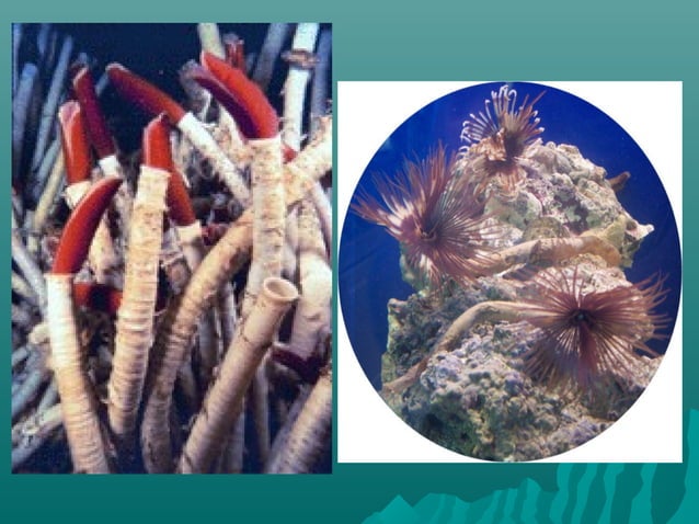 Class Polychaeta Notes | PPT