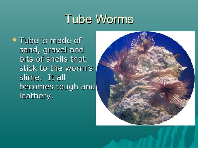 Class Polychaeta Notes | PPT