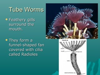Class Polychaeta Notes | PPT