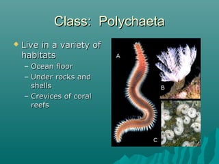 Class Polychaeta Notes | PPT