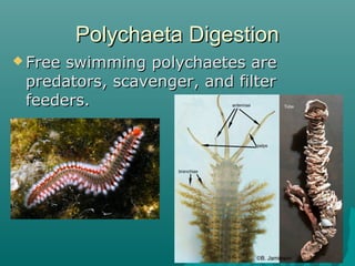 Class Polychaeta Notes | PPT