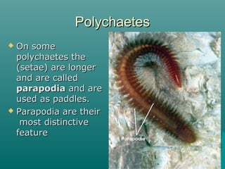 Class Polychaeta Notes | PPT