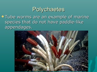 Class Polychaeta Notes | PPT