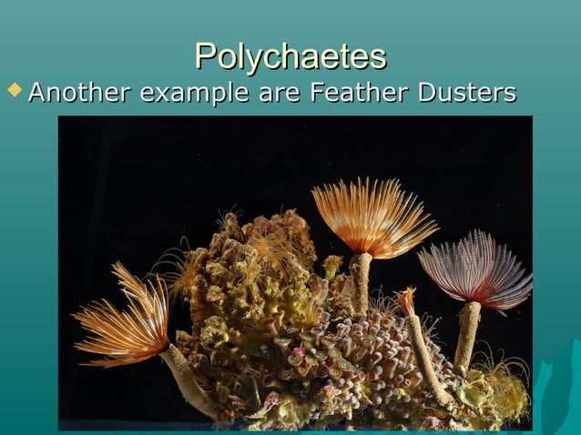 Class Polychaeta Notes | PPT