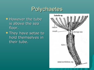 Polychaeta Characteristics Of
