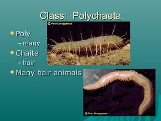 Class Polychaeta