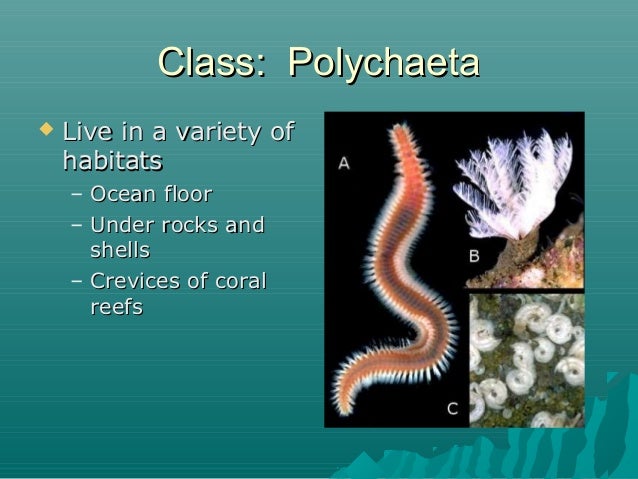 Class Polychaeta Notes