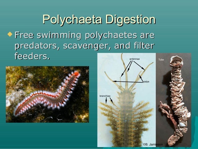 Class Polychaeta Notes