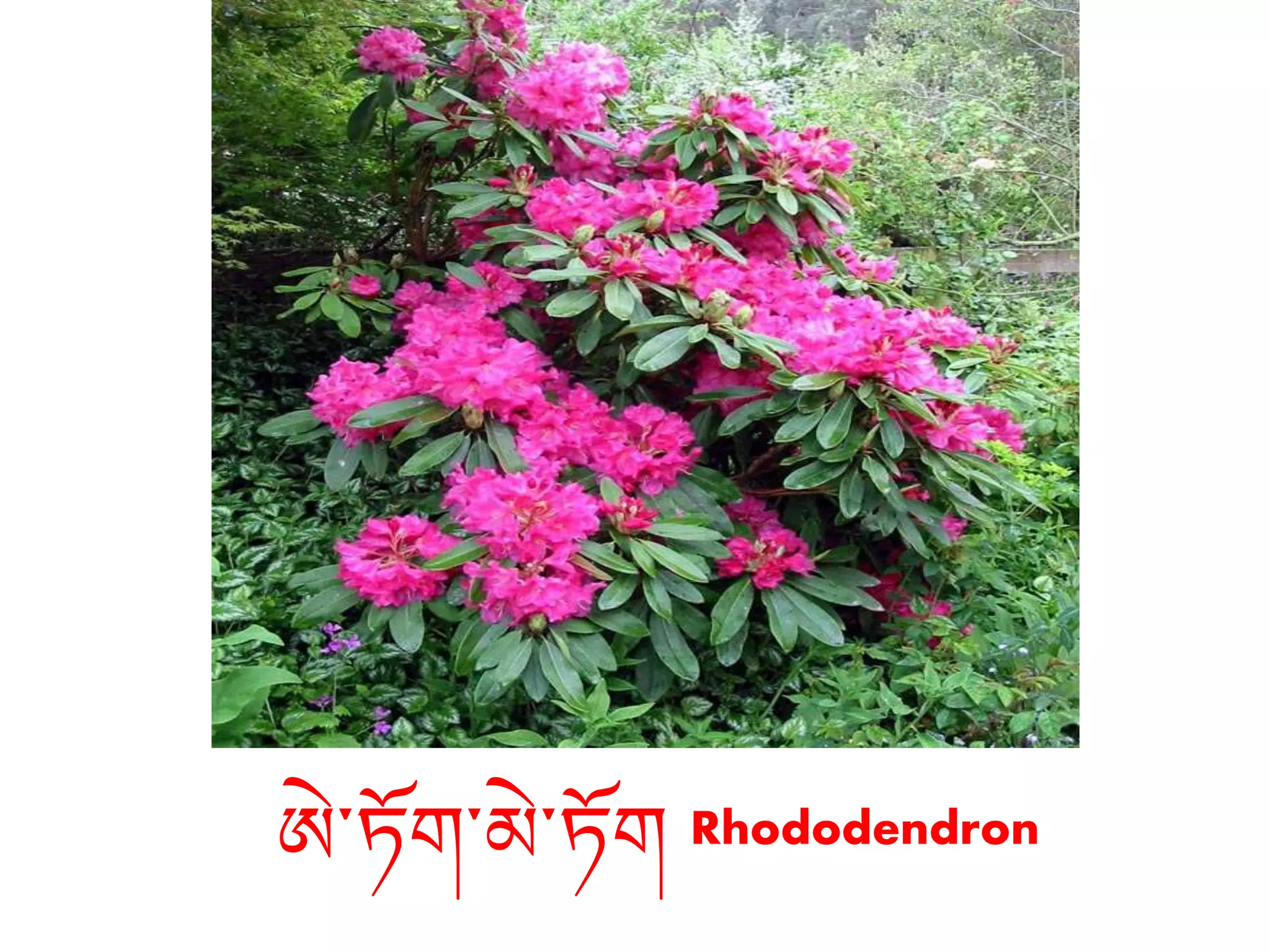 Class pp flowers | PPT