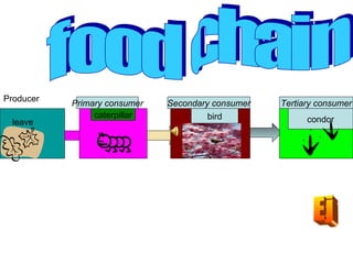 Mrs. Parker's Food Chain Class Project | PPT