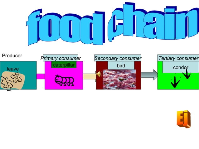 Mrs. Parker's Food Chain Class Project | PPT