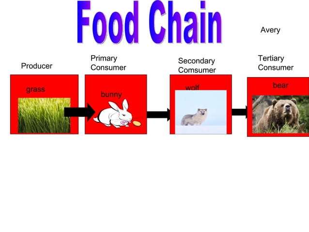 Mrs. Parker's Food Chain Class Project | PPT
