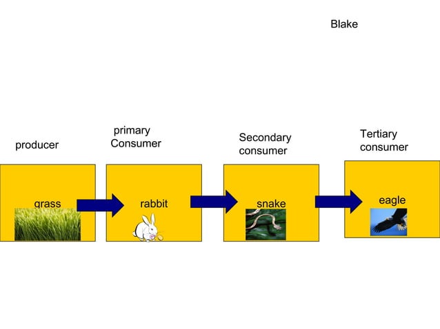 Mrs. Parker's Food Chain Class Project | PPT