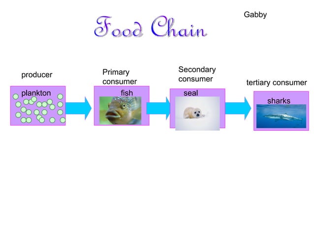 Mrs. Parker's Food Chain Class Project | PPT