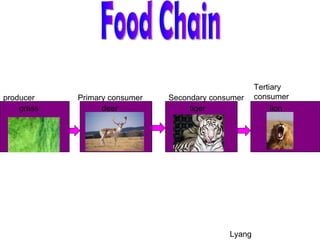 Mrs. Parker's Food Chain Class Project | PPT