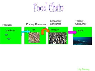 Mrs. Parker's Food Chain Class Project | PPT