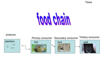 Mrs. Parker's Food Chain Class Project | PPT