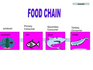 Mrs. Parker's Food Chain Class Project | PPT
