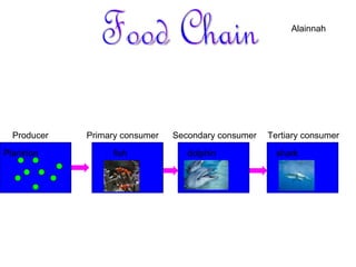Mrs. Parker's Food Chain Class Project | PPT