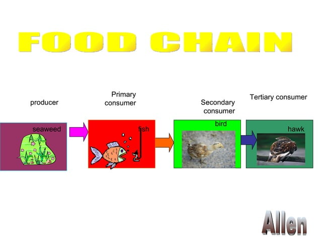 Mrs. Parker's Food Chain Class Project | PPT