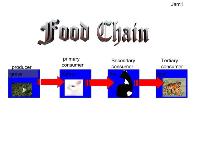 Mrs. Parker's Food Chain Class Project | PPT