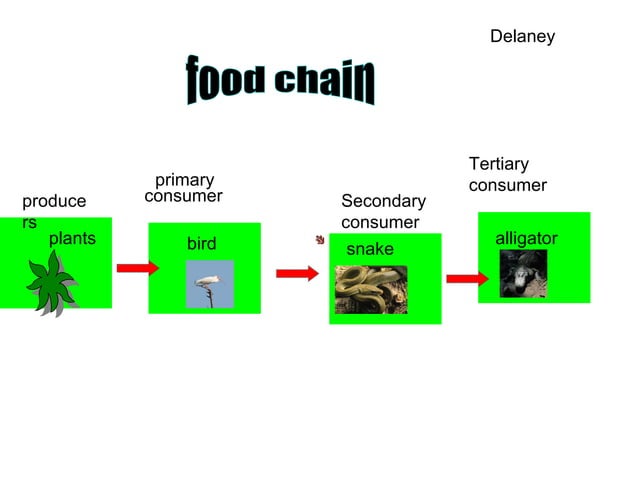 Mrs. Parker's Food Chain Class Project | PPT