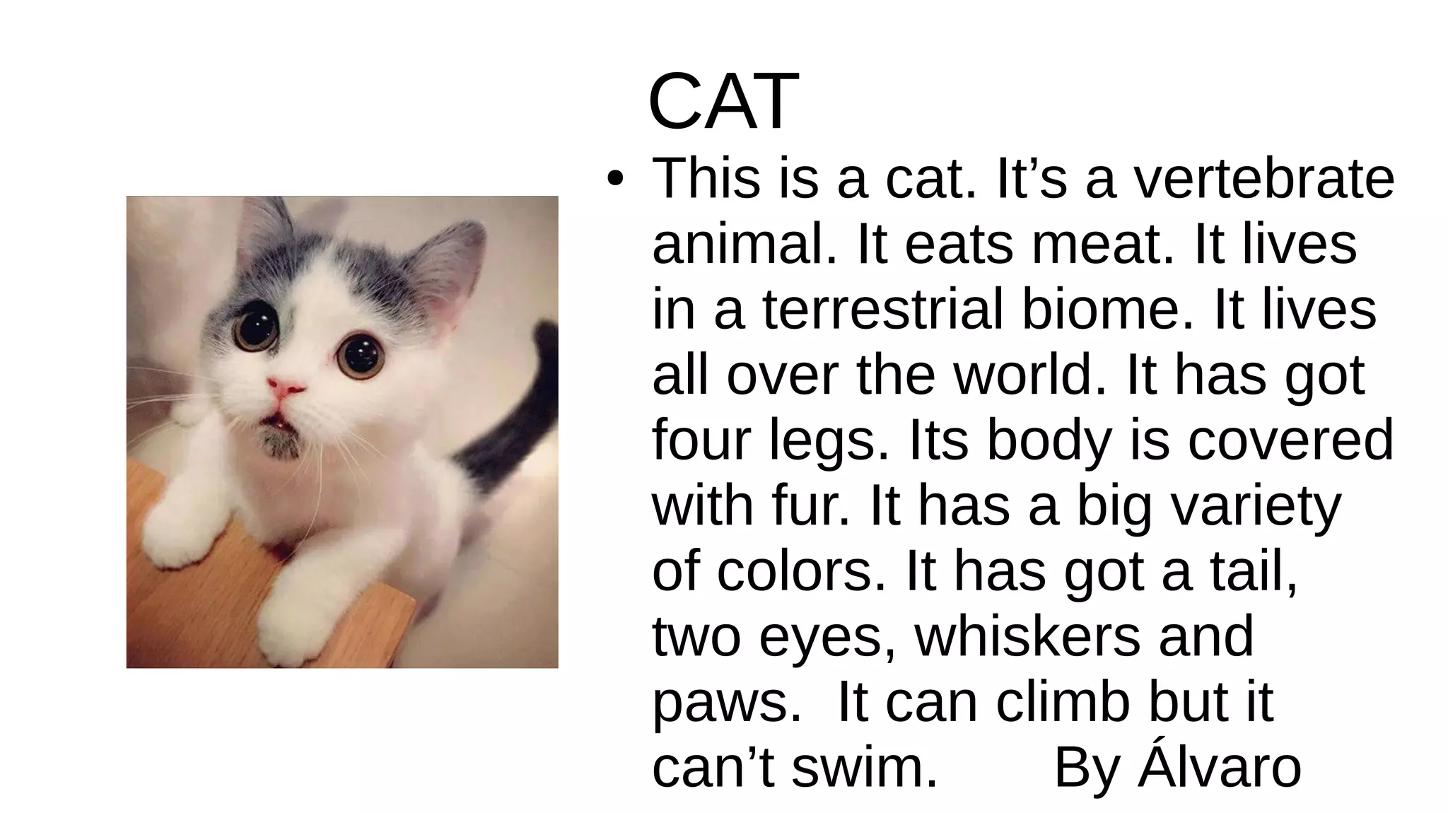 Describing animals final task 5th b | PPT