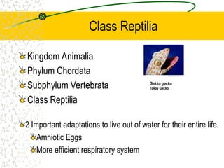 Class Reptilia pp.pptcdcdcdcdcdcdcdcdcdccdcdcddcdcdc | PPT