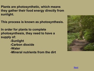 The Growth of Plants | PPTX