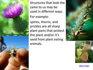 The Growth of Plants | PPTX