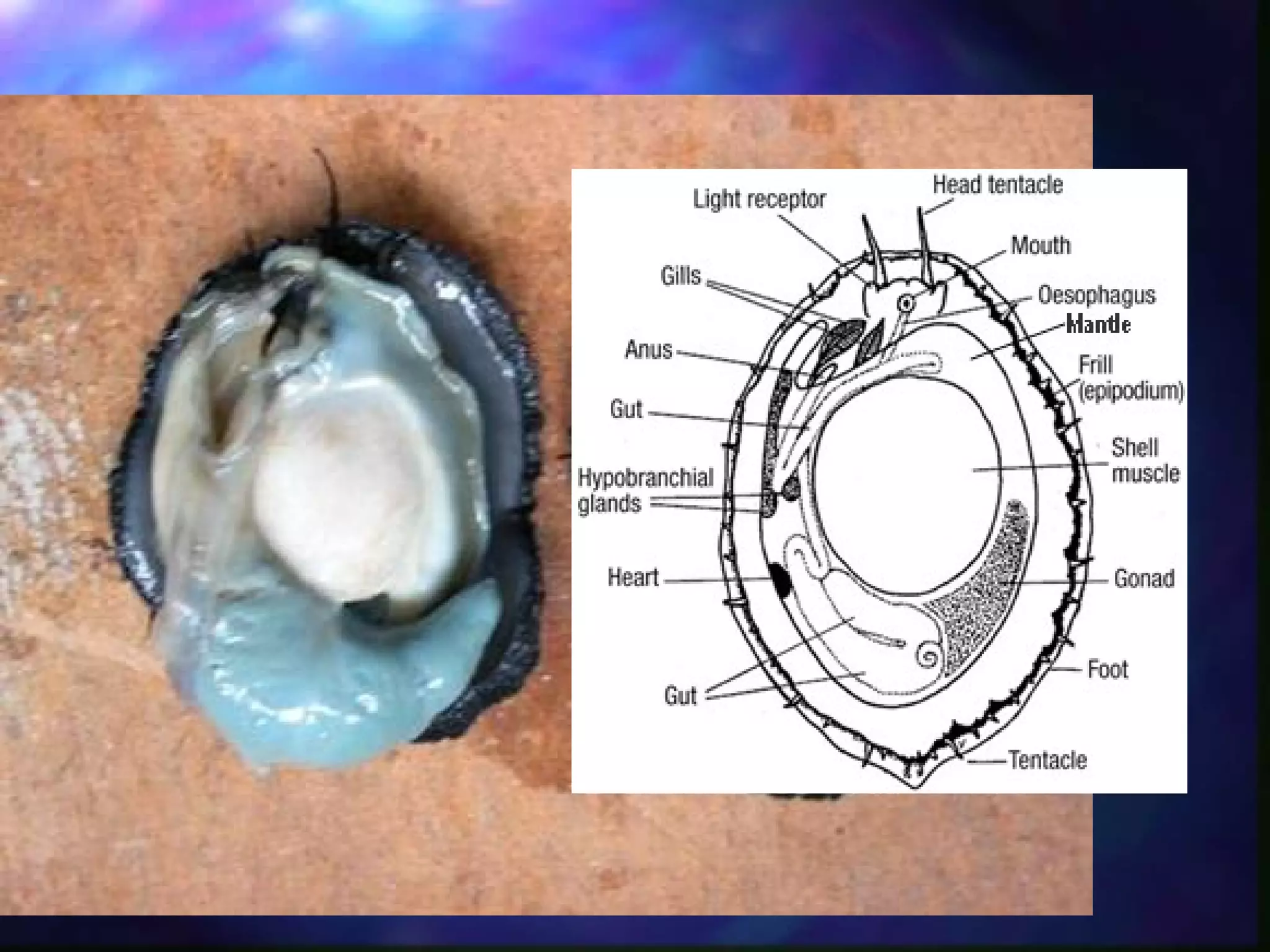 Classroom presentation day 3 reproduction hs marine bio | PPT