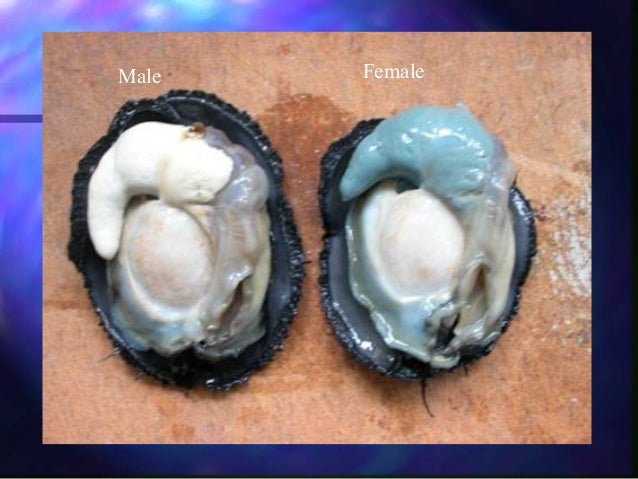 Abalone Anatomy Diagram