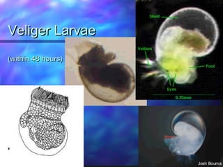 Classroom presentation day 4 life cycle jr | PPT