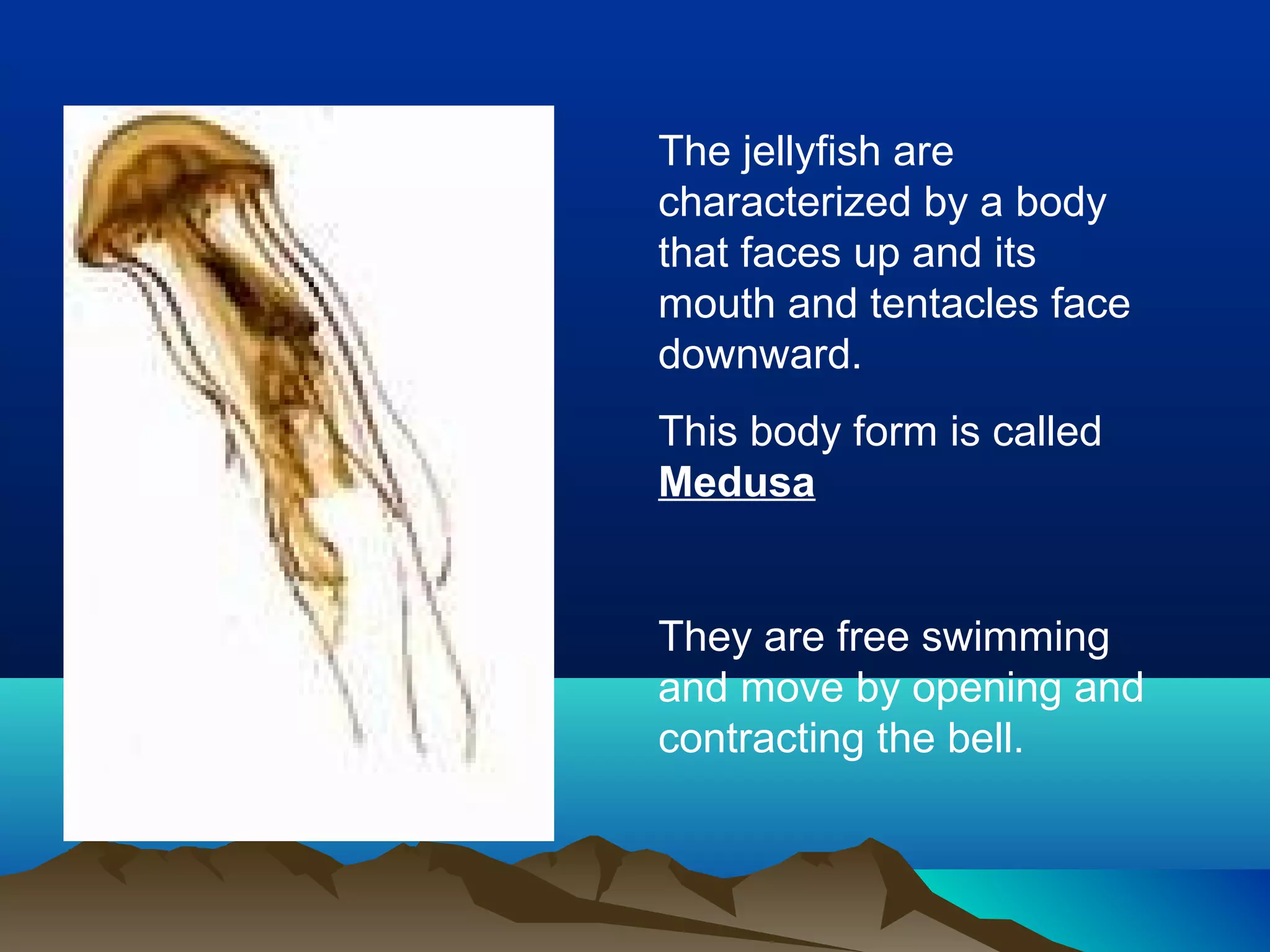 Class Scyphozoa Notes | PPT
