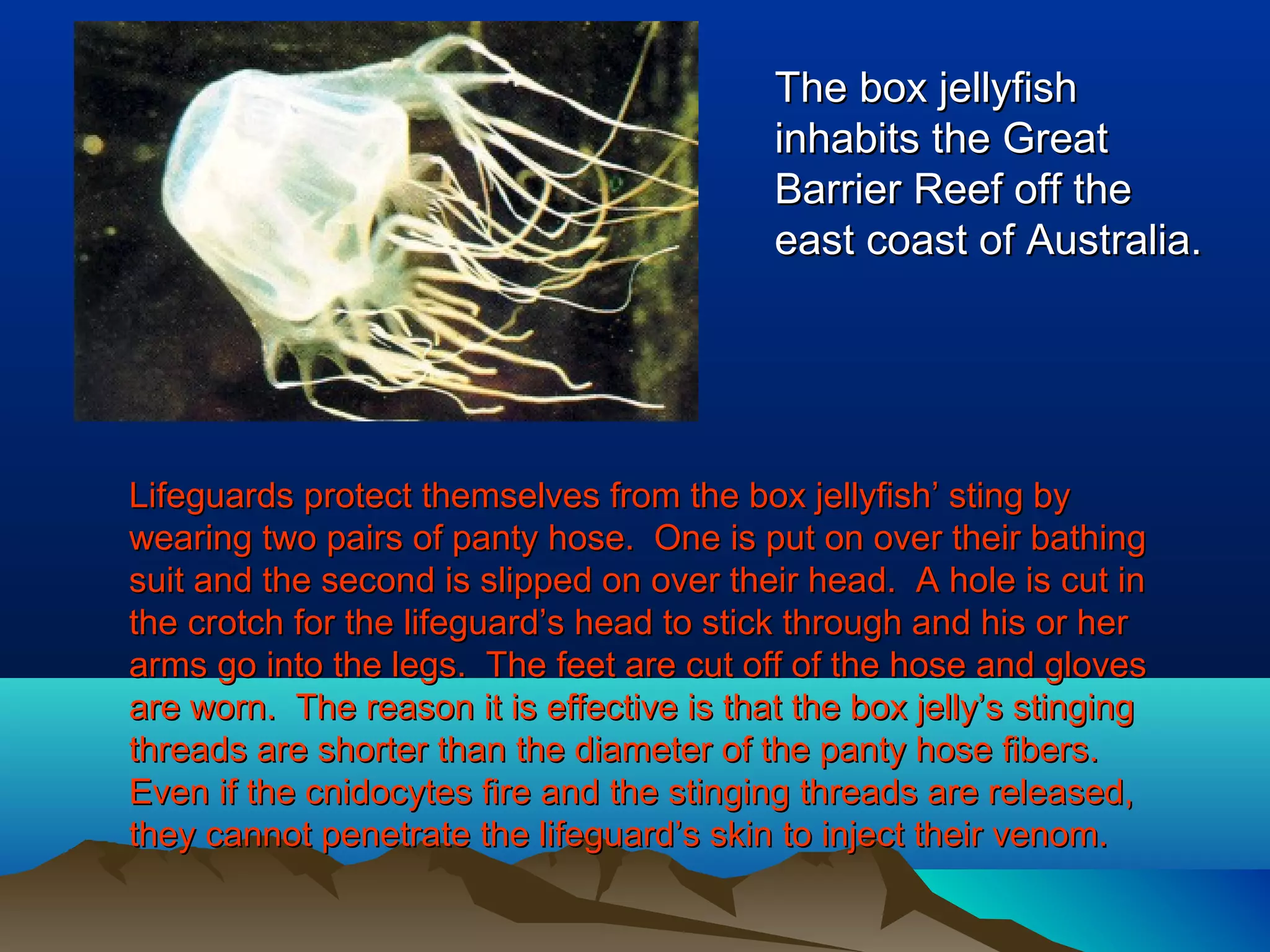 Class Scyphozoa Notes | PPT