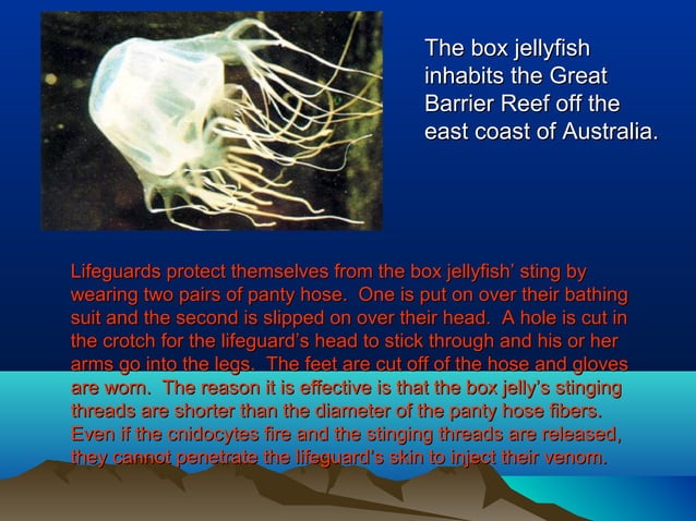 Class Scyphozoa Notes | PPT