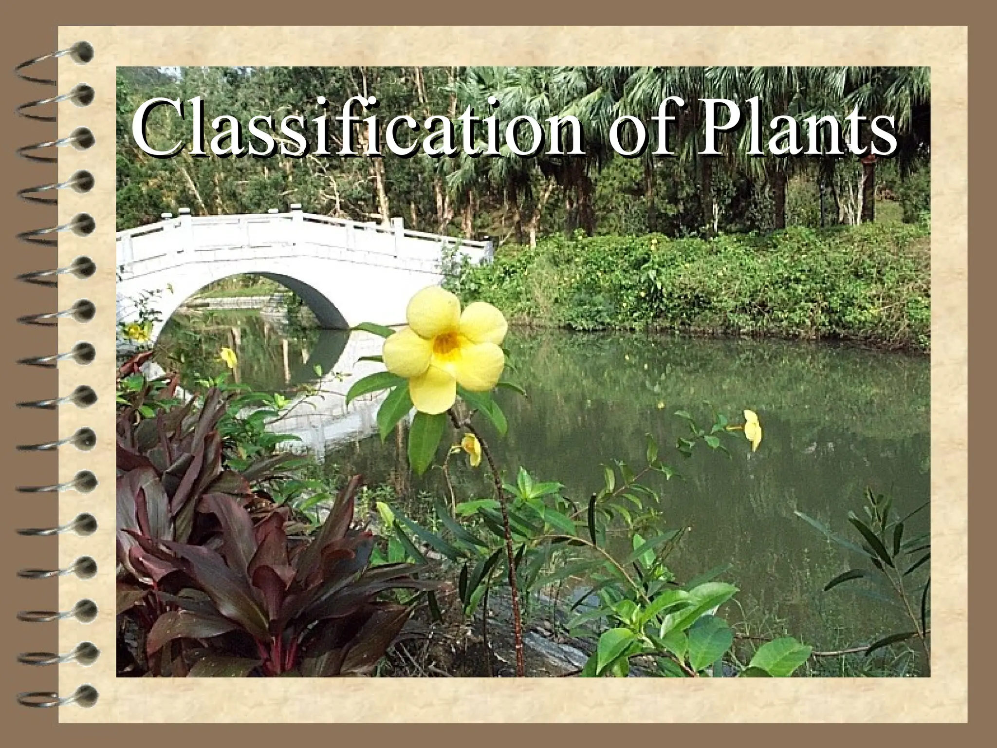 science 6 quarter 2different classsification of plants.ppt