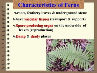 science 6 quarter 2different classsification of plants.ppt