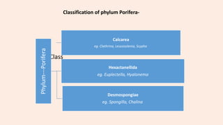 Classification of porifera | PPTX