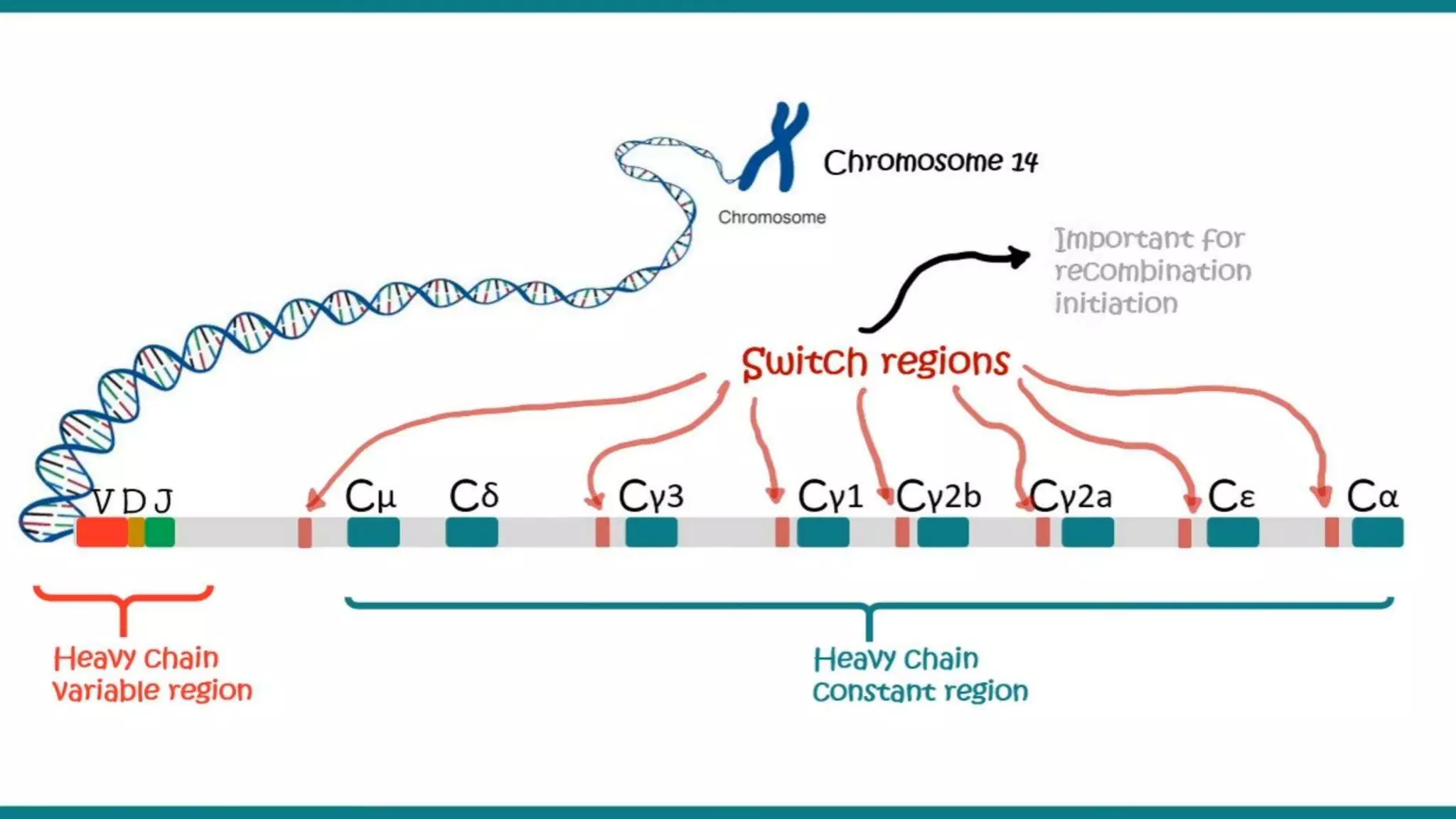Class Switching.pptx
